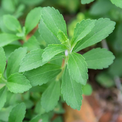 Stevia rebaudiana (Natural Sweetener) Candyleaf Tender Perennial ...