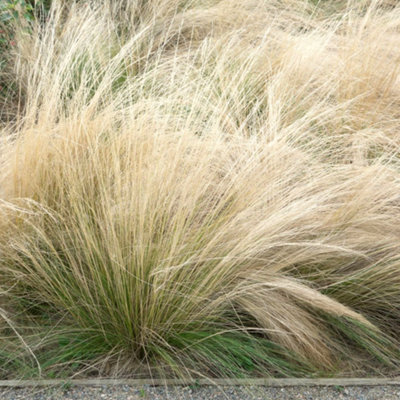 Stipa Pony Tails Ornamental Grass - Elegant Feathery Plumes, Compact ...