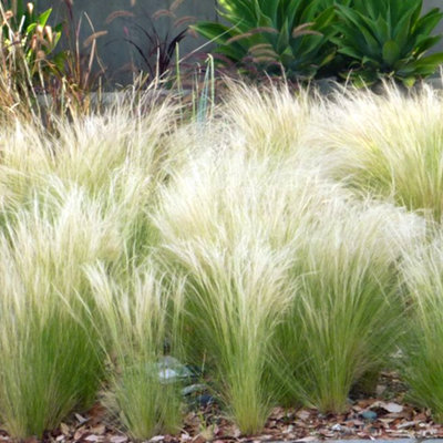 Stipa Pony Tails Ornamental Grass - Elegant Feathery Plumes, Compact ...