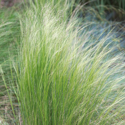 Stipa Pony Tails Ornamental Grass - Elegant Feathery Plumes, Compact ...
