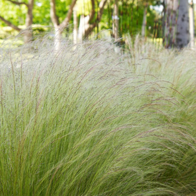 Stipa Pony Tails Ornamental Grass - Elegant Feathery Plumes, Compact ...