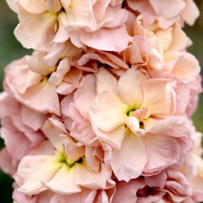 Stock Apricot Column 1 Seed Packet