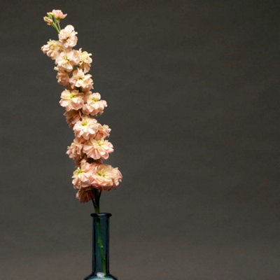 Stock Apricot Column 1 Seed Packet