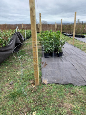 Stock Fence L5/60/15 Wire Fencing Dog Proofing 60cm tall - 50m