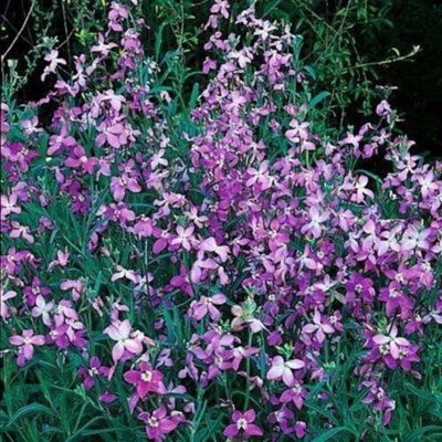 STOCKS NIGHT SCENTED Flowers (MATTHIOLA BICORNIS) pink-lavender UK 5000 ...