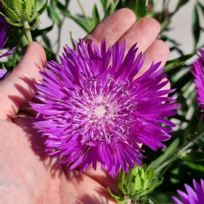 Stokesia Amethyst - Intense Purple Compact Evergreen Drought Tolerant Gravel Garden 1x/3x 9cm Pots