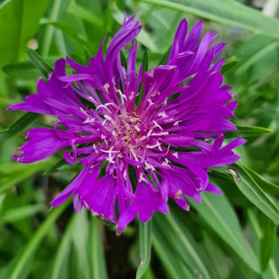 Stokesia Amethyst Purple Flowers Evergreen Drought Tolerant 9cm Pots by ...