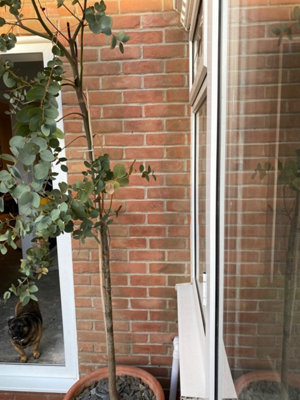 STONELUX BRICK COATING - BRICK EFFECT PAINT - BROWN - 250ML