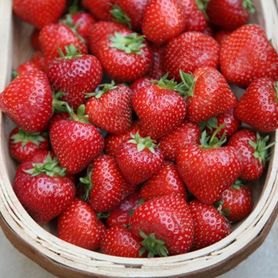 Strawberry Albion Fruit Bush Fragaria Autumn Fruiting Shrub Plant 5 x ...