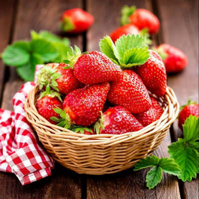 Strawberry British Grown Collection 3 UK-Bred Varieties Extended ...