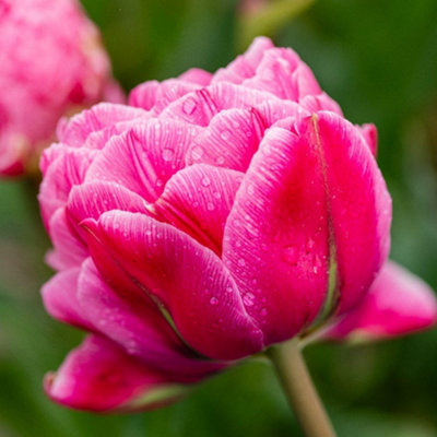 Strawberry Cream Double Peony Tulip Bulbs - Spring Blooming Garden ...