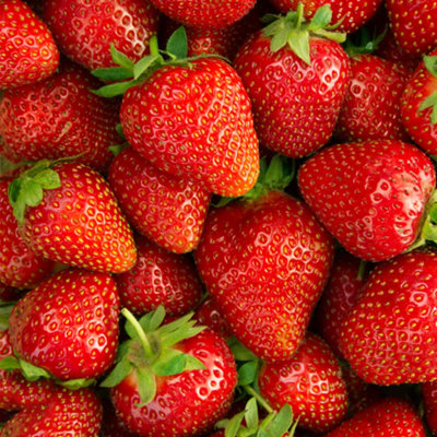 Strawberry Elsanta Bare Root - Grow Your Own Bareroot, Fresh Fruit ...