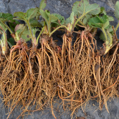Strawberry Elsanta Bare Root - Grow Your Own Bareroot, Fresh Fruit ...