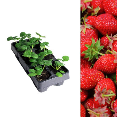 Strawberry Elsanta Fruit Plants 6 Pack - Fragaria Hardy Perennials ...