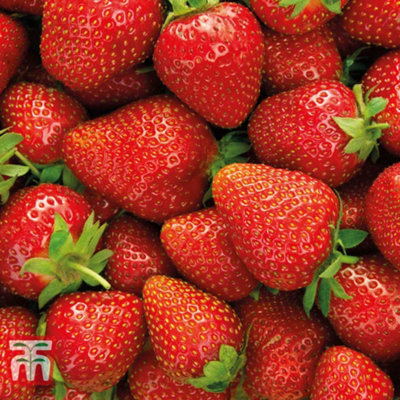 Strawberry (Fragaria) Elsanta 9cm Pot x 1