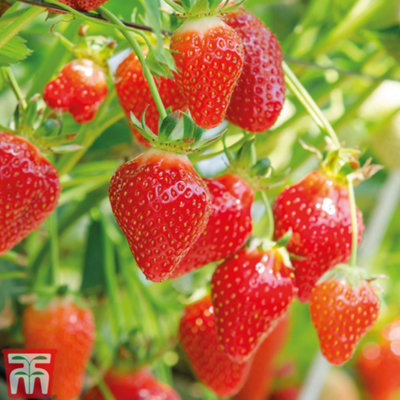 Shop Strawberry (Fragaria) Flamenco 6 Bare Roots - Outdoor Fruit Plants ...