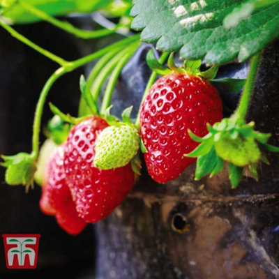 Shop Strawberry (Fragaria) Flamenco 6 Bare Roots - Outdoor Fruit Plants ...