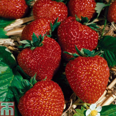 Shop Strawberry (Fragaria) Flamenco 6 Bare Roots - Outdoor Fruit Plants ...