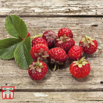 Strawberry (Fragaria) Framberry 9cm Pot x 2 | DIY at B&Q