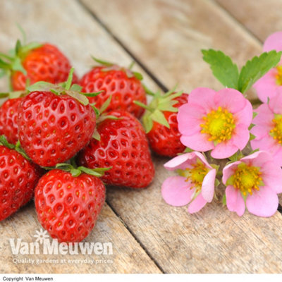 Strawberry (Fragaria) Just add Cream 10 Jumbo Plug Plants (40mm) | DIY ...
