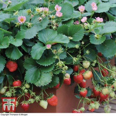 Strawberry (Fragaria) Just Add Cream 9cm Pot x 5 | DIY at B&Q