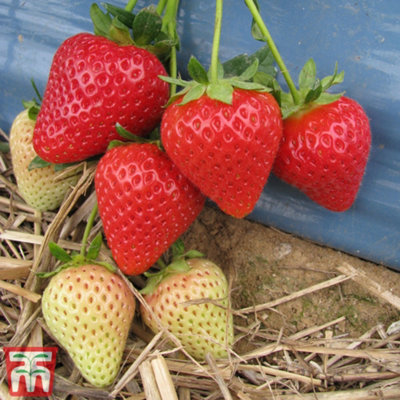 Strawberry (Fragaria) Malling Centenary 24 Bare Roots