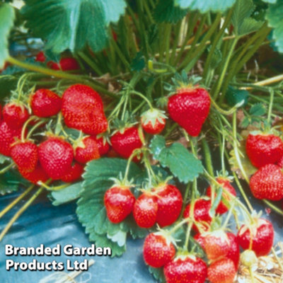 Strawberry (Fragaria) Marshmello 6 Bare Roots - Outdoor Fruit Plants ...