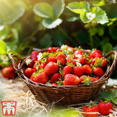 Strawberry (Fragaria) Montana 9cm Pot x 3 - Outdoor Fruit Plants for ...
