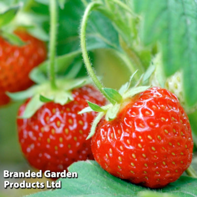Strawberry (Fragaria) Pegasus 6 Bare Roots - Outdoor Fruit Plants for ...