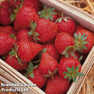 Strawberry (Fragaria) Symphony 9cm Pot x 6 | DIY at B&Q