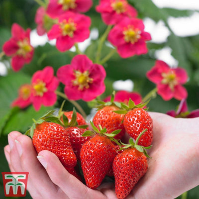 Strawberry (Fragaria) Toscana 9cm Taupe Pot x 1 - Outdoor Fruit Plants ...
