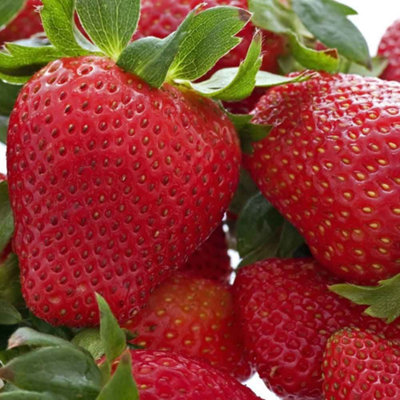 Strawberry Hapil - Outdoor Fruit Plants for Gardens, Pots, Containers ...