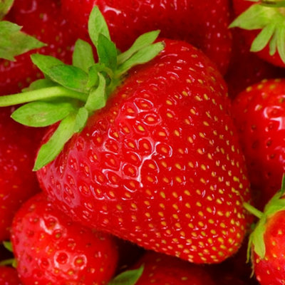 Strawberry Hapil - Outdoor Fruit Plants for Gardens, Pots, Containers ...