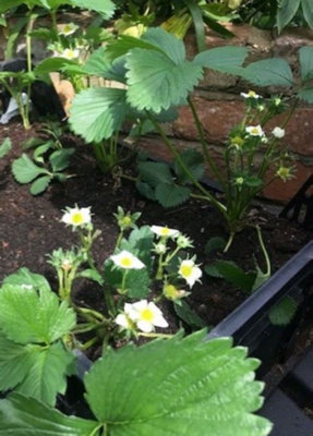 Strawberry Hapil Plants x 3 9cm Pots | DIY at B&Q