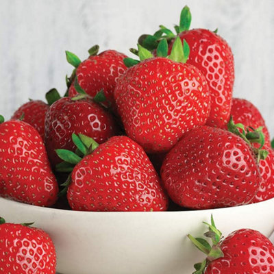 Strawberry Marshmello Bare Root - Grow Your Own Bareroot, Fresh Fruit ...