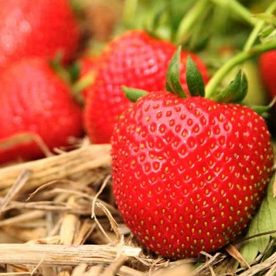 Strawberry Marshmello Bare Root - Grow Your Own Bareroot, Fresh Fruit ...