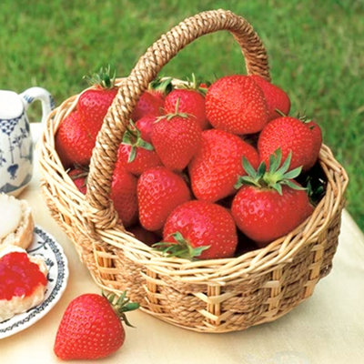 Strawberry Marshmello Bare Root - Grow Your Own Bareroot, Fresh Fruit ...