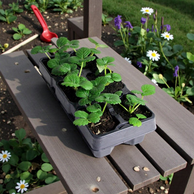 Strawberry Marshmello Fruit Plant 3 x 6 Pack - Hardy Perennial Fruiting ...