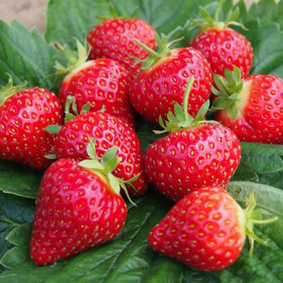 Strawberry Plant Mix - Outdoor Fruit Plants for Gardens, Pots ...