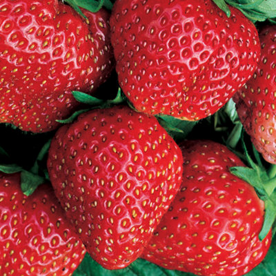 Strawberry Red Gauntlet Bare Root - Grow Your Own Bareroot, Fresh Fruit ...