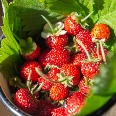 Strawberry Regina Seeds - Sweet Juicy Red Fruits for Containers Baskets ...