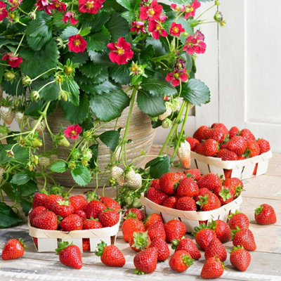 Strawberry Ruby Ann Fruit Plant 3 x 6 Pack - Garden Fruit Plants