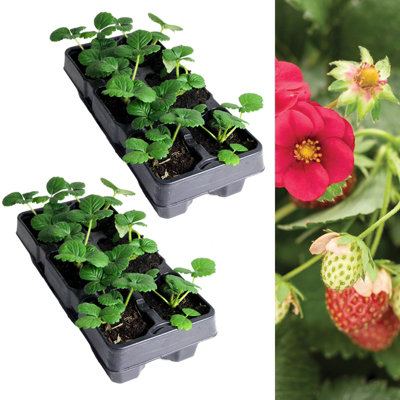 Strawberry Ruby Ann Fruit Plants 2 x 6 Pack - Fragaria Hardy Perennials ...