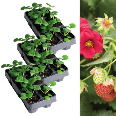 Strawberry Ruby Ann Fruit Plants 3 x 6 Pack - Fragaria Hardy Perennials - Sweetly Flavoured ...