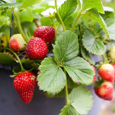 Strawberry Ruby Ann Fruit Plants 3 x 6 Pack - Fragaria Hardy Perennials - Sweetly Flavoured ...
