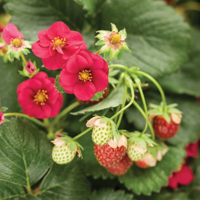 Strawberry Ruby Ann Fruit Plants 3 x 6 Pack - Fragaria Hardy Perennials - Sweetly Flavoured ...