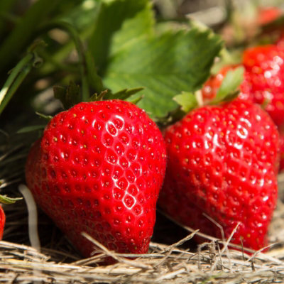 Strawberry Ruby Ann Fruit Plants 3 x 6 Pack - Fragaria Hardy Perennials - Sweetly Flavoured ...