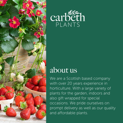 Strawberry Ruby Ann Fruit Plants 3 x 6 Pack - Fragaria Hardy Perennials - Sweetly Flavoured ...