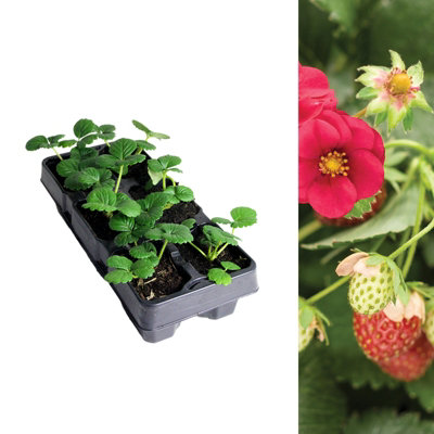 Strawberry Ruby Ann Fruit Plants 6 Pack - Fragaria Hardy Perennials - Sweetly Flavoured Fruit ...