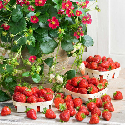 Strawberry Ruby Ann Fruit Plants 6 Pack - Fragaria Hardy Perennials ...